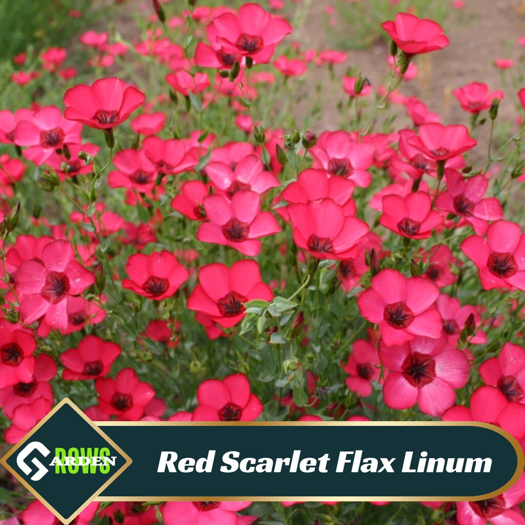 Red Scarlet Flax Linum Seeds - Edible Seeds - Fiber Production - Showy ...