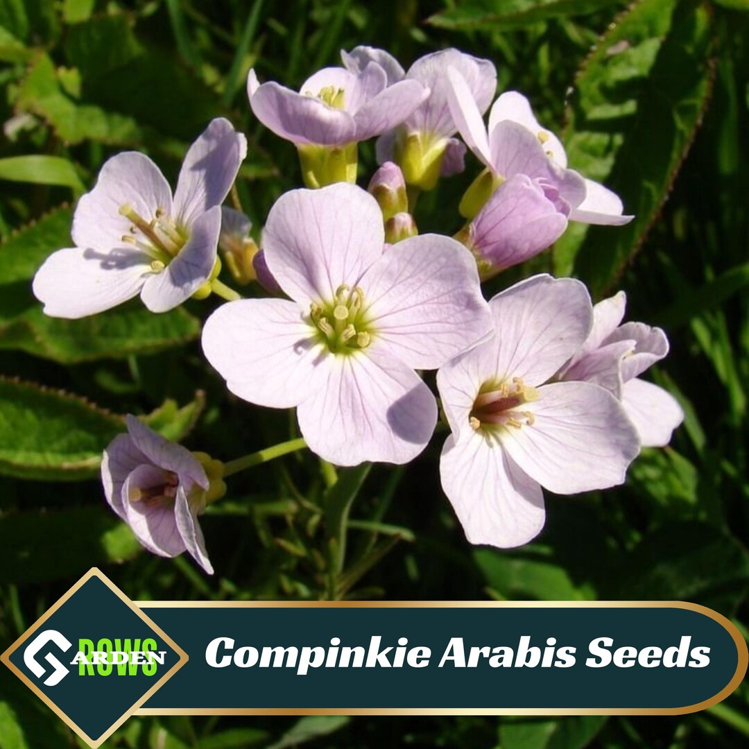 Compinkie Arabis Flower Seeds - Ground Cover - Early Flowering ...