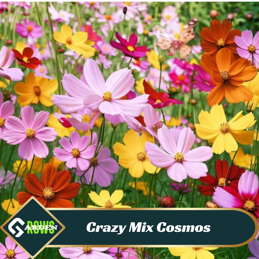 Crazy Mix Cosmos Seeds - Fast Growing - Open-pollinating - Drought ...
