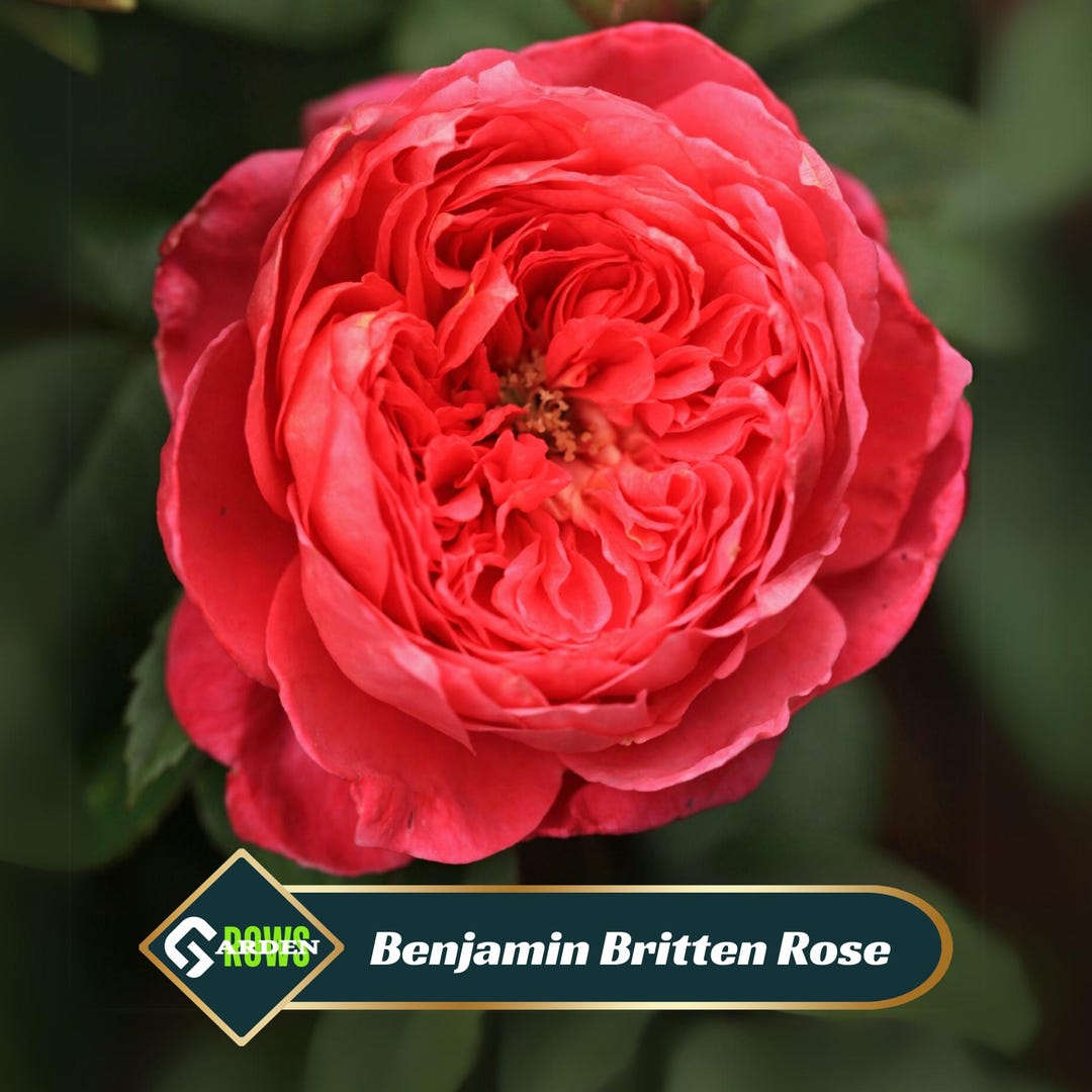 Benjamin Britten Rose Seeds - Perennial - Cross-pollinating - Cold ...