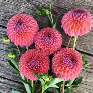 Jowey Winnie Dahlia Seeds - Perennial - Fast Growing - Open-pollinating ...