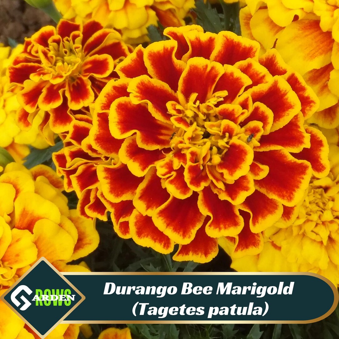 Durango Bee Marigold (tagetes Patula) Seeds - Edible -open-pollinating ...