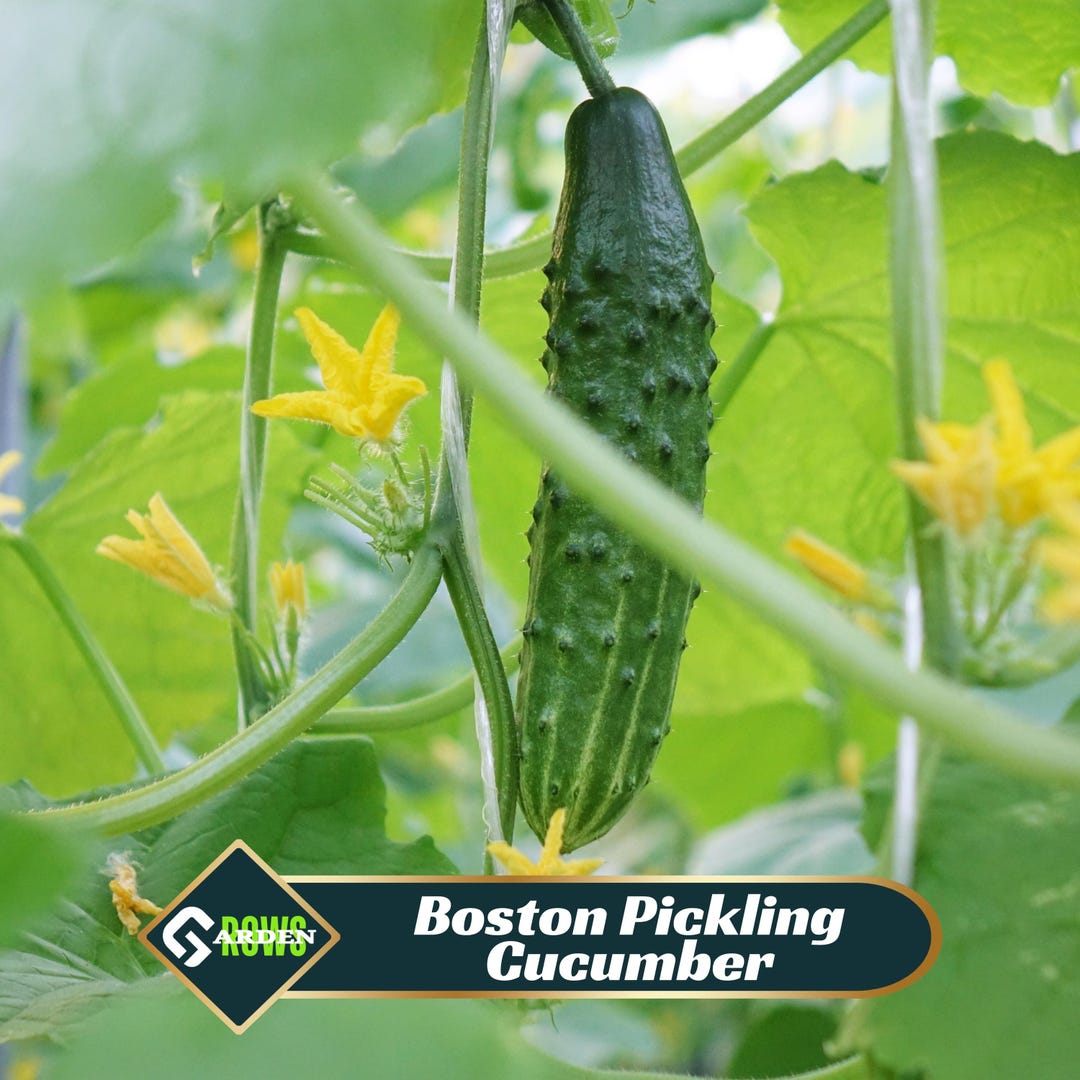 Boston Pickling Cucumber Seeds - Heirloom Pickling Variety - Short ...