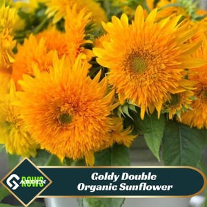 Goldy Double Sunflower Seeds - Bi-colored Petals -attracts Pollinators ...