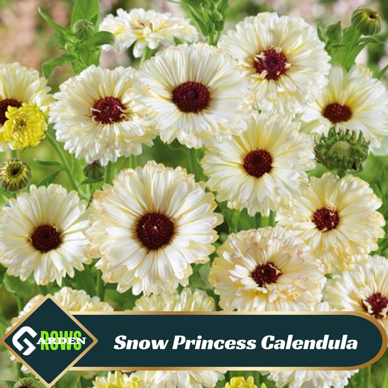 Snow Princess Calendula Seeds – Heirloom, Non-gmo, Easy to Grow Edible ...