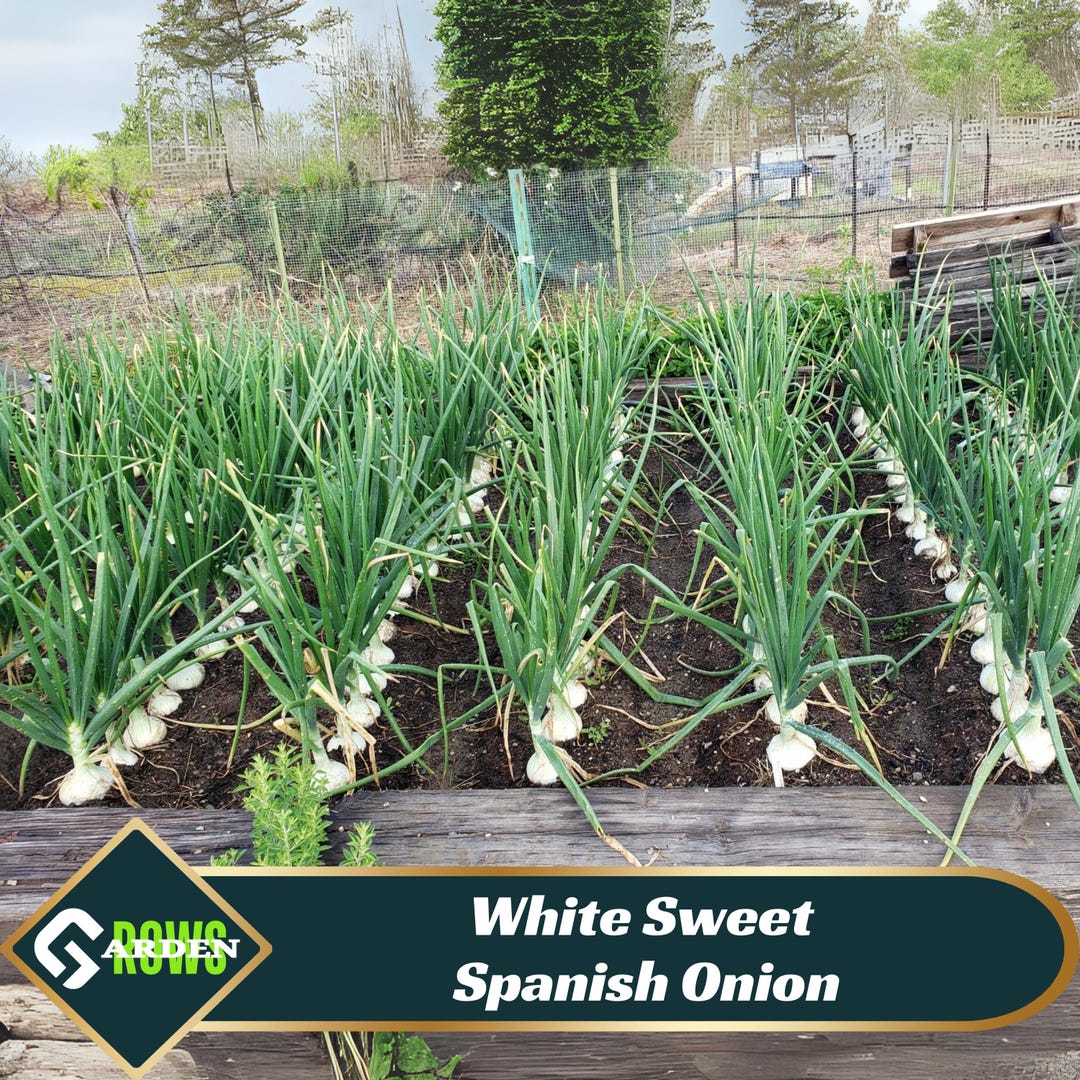 White Sweet Spanish Onion Seeds - Biennial - Edible - High Yield - Mild ...