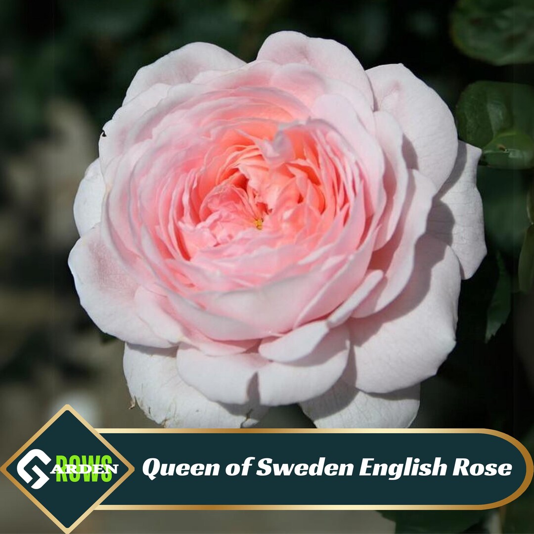 Queen of Sweden English Rose Seeds - Perennial - Cross-pollinating ...