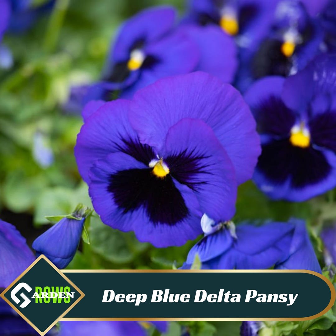 Deep Blue Delta Pansy Seeds - Cold Resistant - Open-pollinating - Self ...