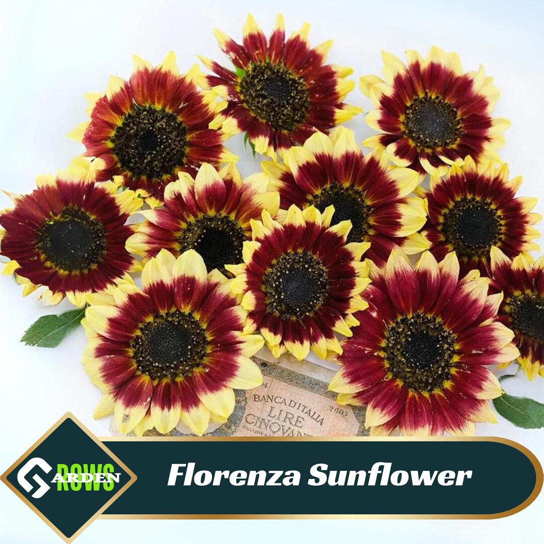 Florenza Sunflower Seeds - Bi-colored Petals - Attracts Pollinators ...