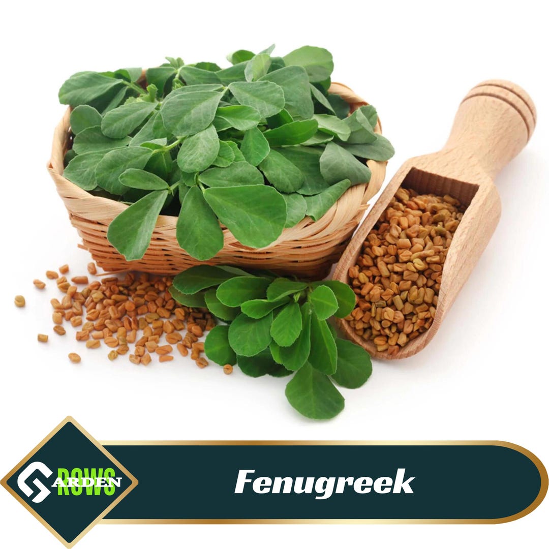 Fenugreek Seeds - Annual - Edible - - Fast Growing - Drought Tolerant ...