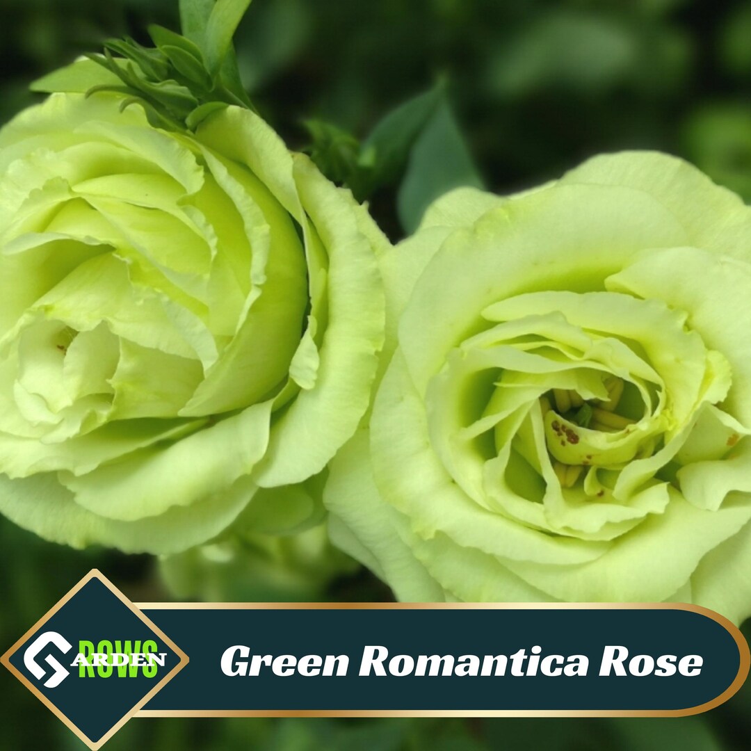 Green Romantica Rose - Perennial - Cross-pollinating - Cold Resistant ...