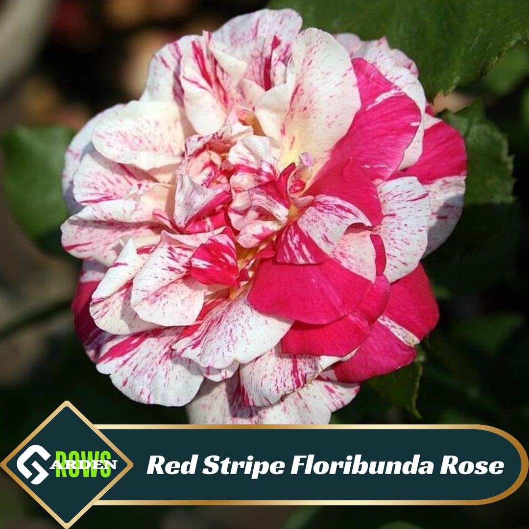 Red Stripe Floribunda Rose - Perennial - Cross-pollinating - Cold ...