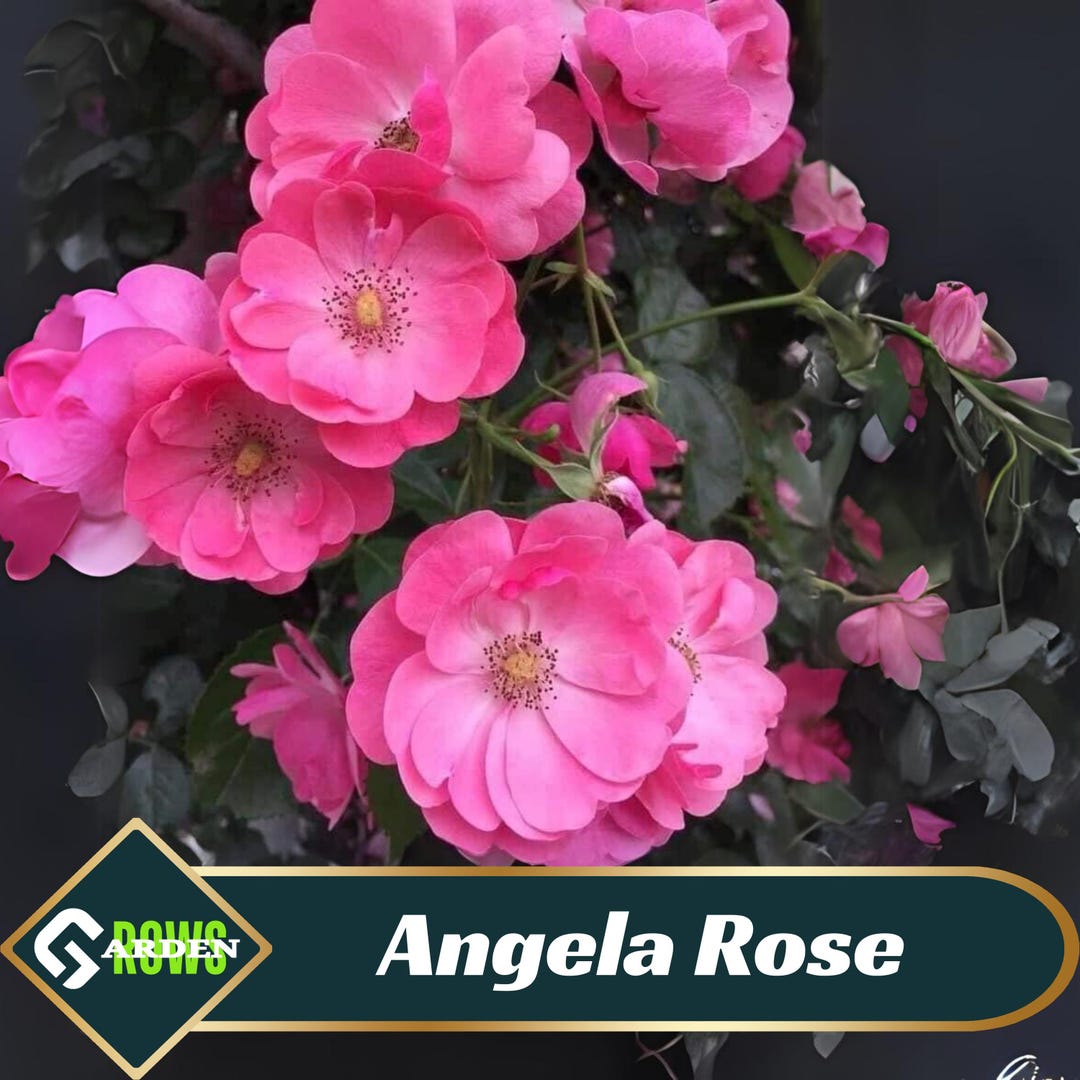 Angela Rose Seeds - Perennial - Cross-pollinating - Cold Resistant ...