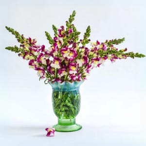 Snapdragon 'cherry Twist' Seeds - Cold Resistant - Attracts Pollinators ...