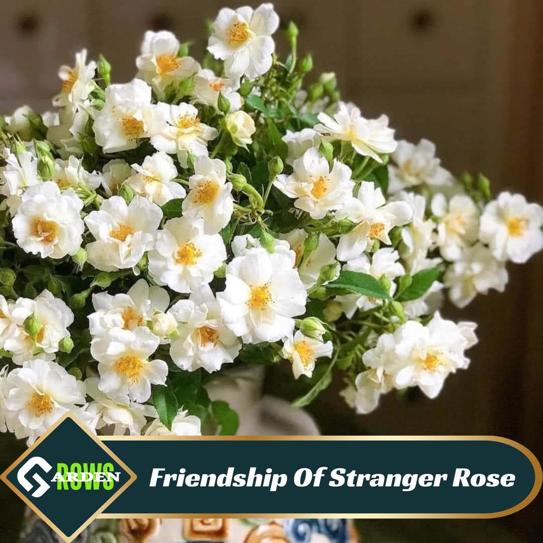 Friendship of Stranger Rose Seeds- Perennial - Cross-pollinating - Cold ...