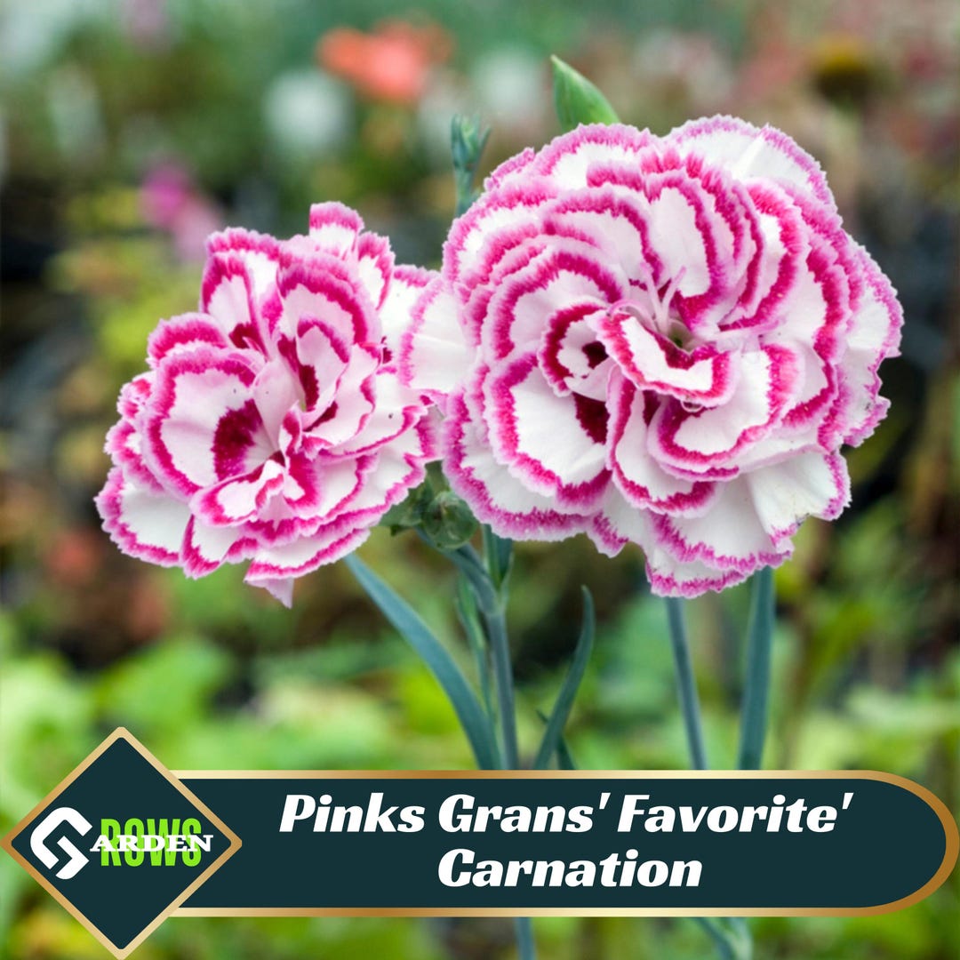 Pinks Grans' Favorite' Carnations Seeds - Dianthus Seeds - Open ...