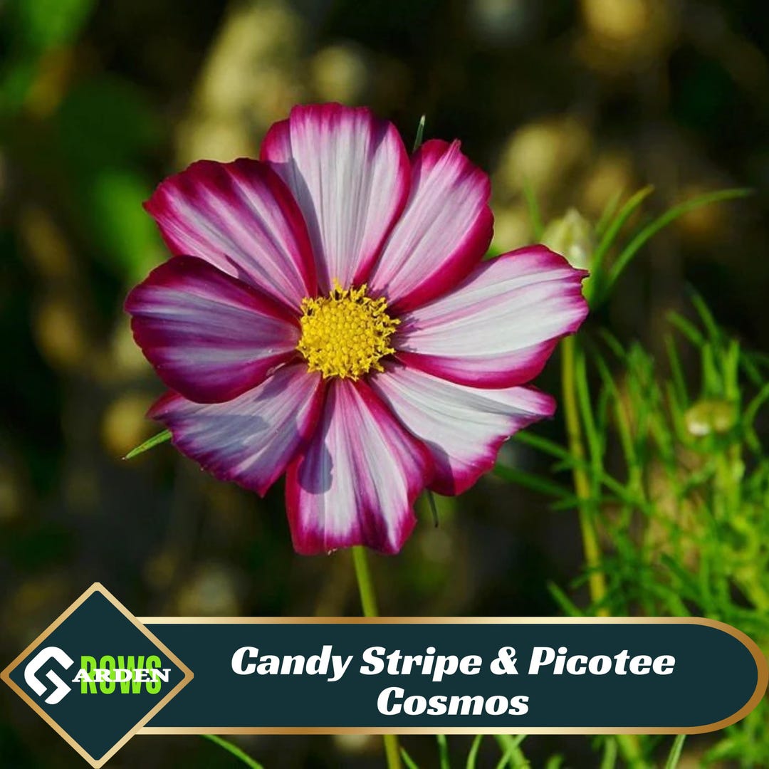 Candy Stripe & Picotee Cosmos - Fast Growing - Open-pollinating ...