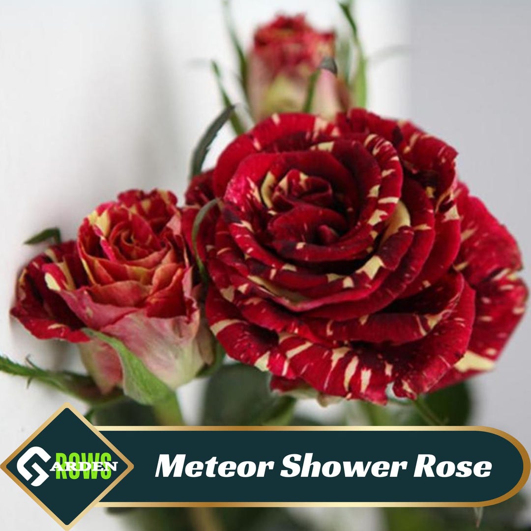 Meteor Shower Rose Seeds- Perennial - Cross-pollinating - Cold ...