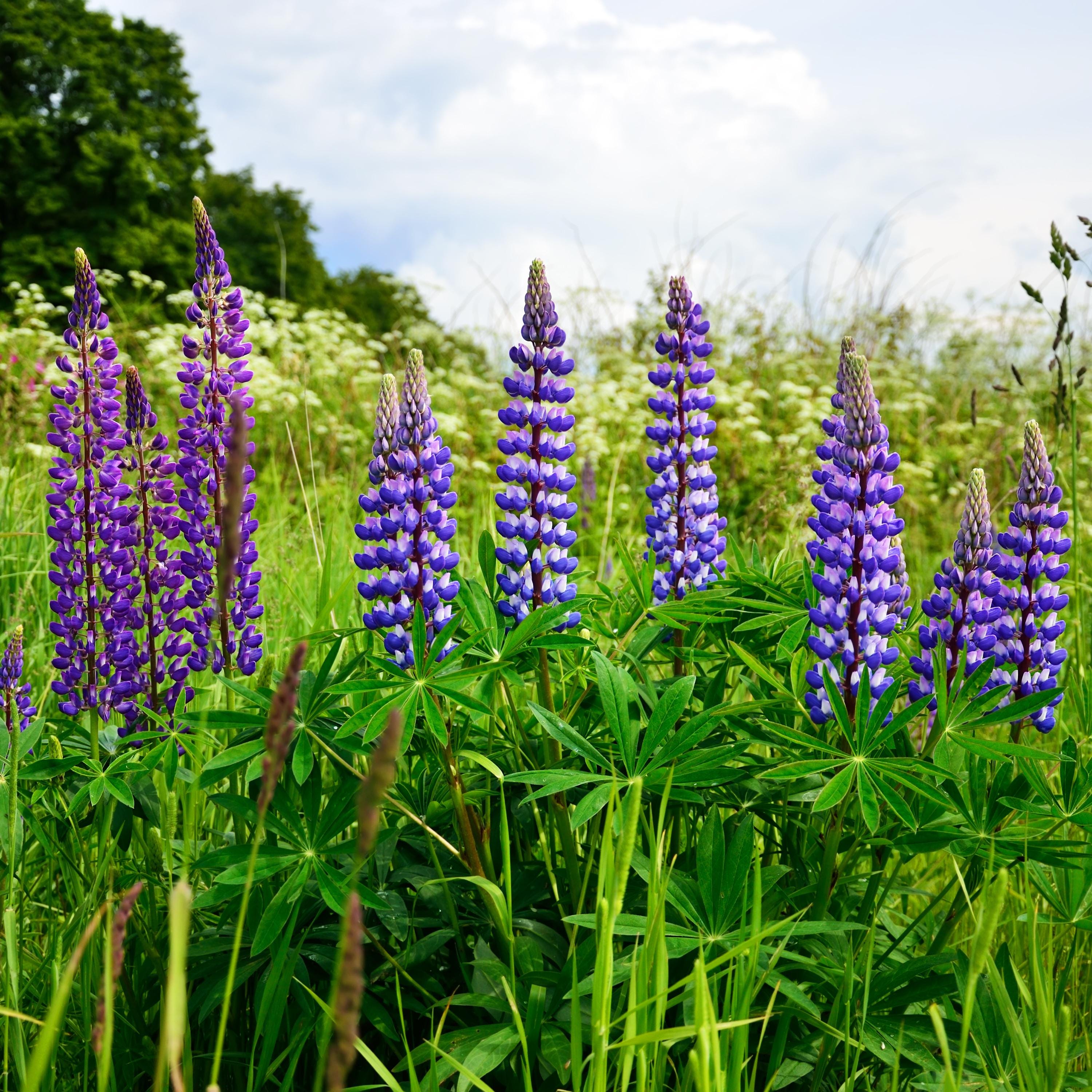 Lupinus Latifolius (broadleaf Lupine) Seeds - Fast Growing,drought ...