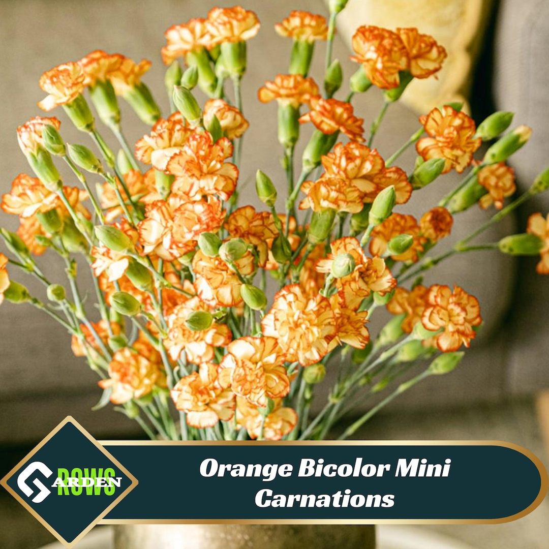 Orange Bicolor Mini Carnations - Dianthus Seeds- Authentic - Open ...