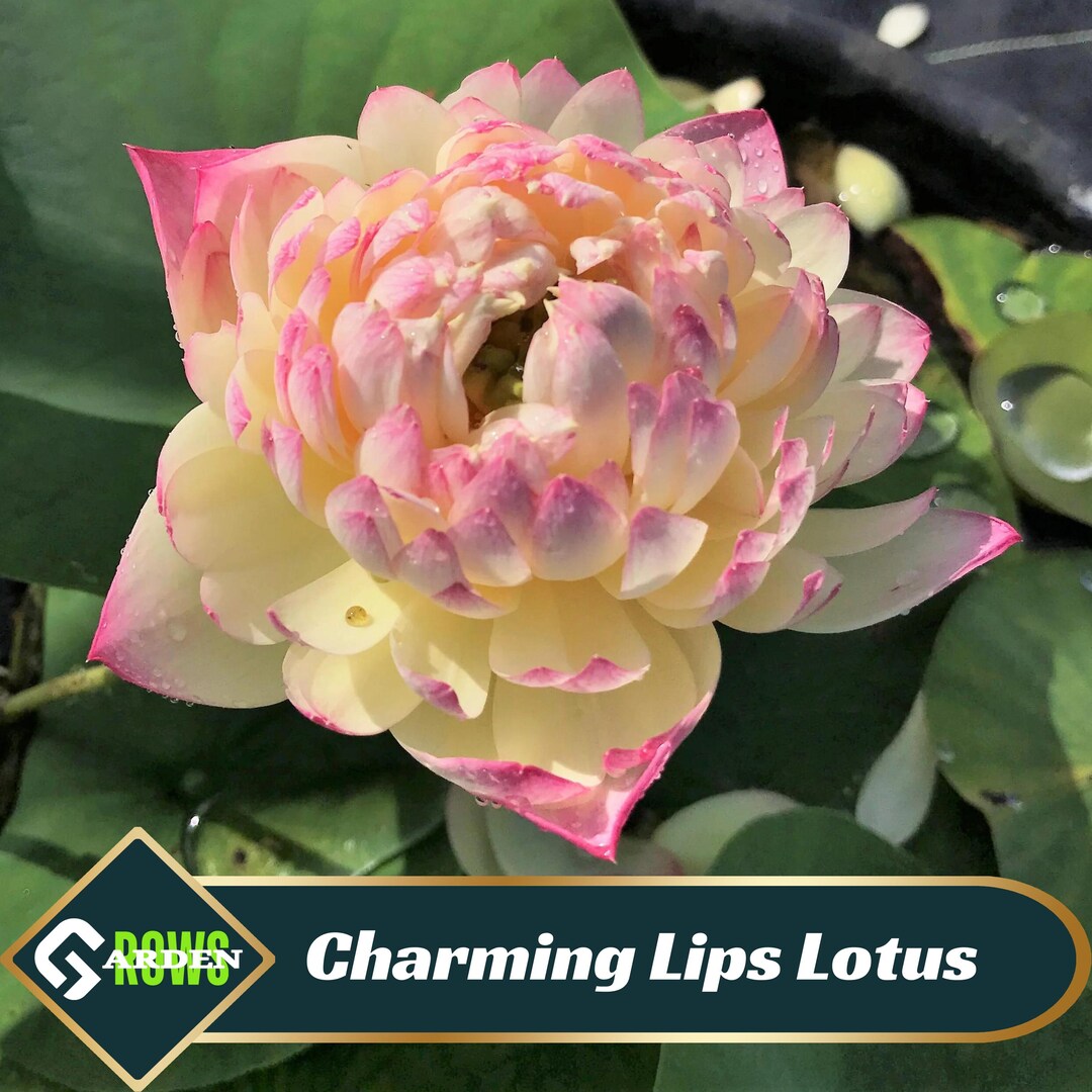 5+ Rare Seeds| "charming Lips Lotus Seeds - Indian Lotus (nelumbo ...