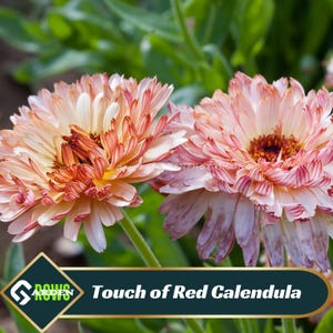 Touch of Red Calendula - Edible -cold Resistant -open-pollinating -fast ...