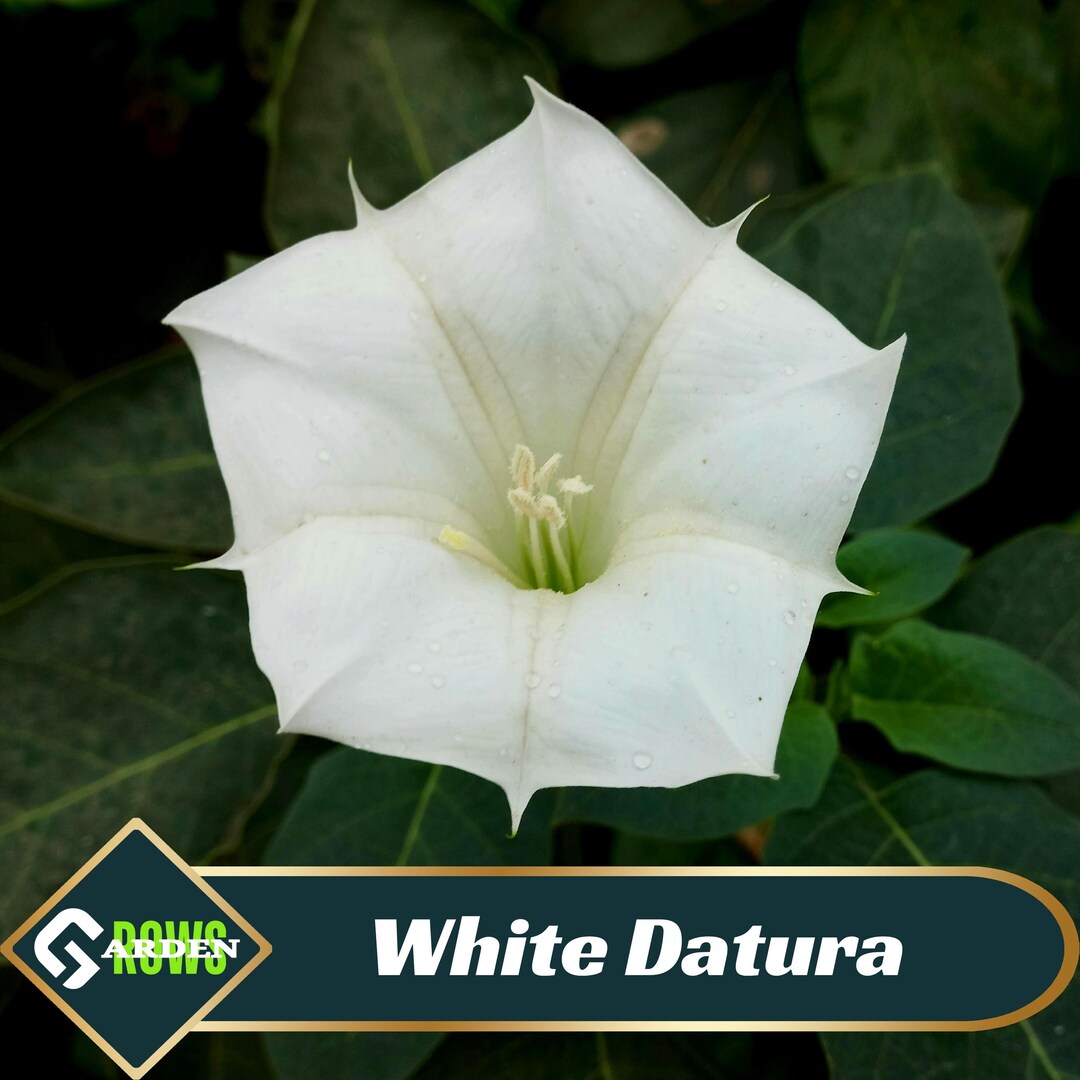 White Trumpet Seeds - Showy Blooms - Fragrant Flowers - Fast Growing ...
