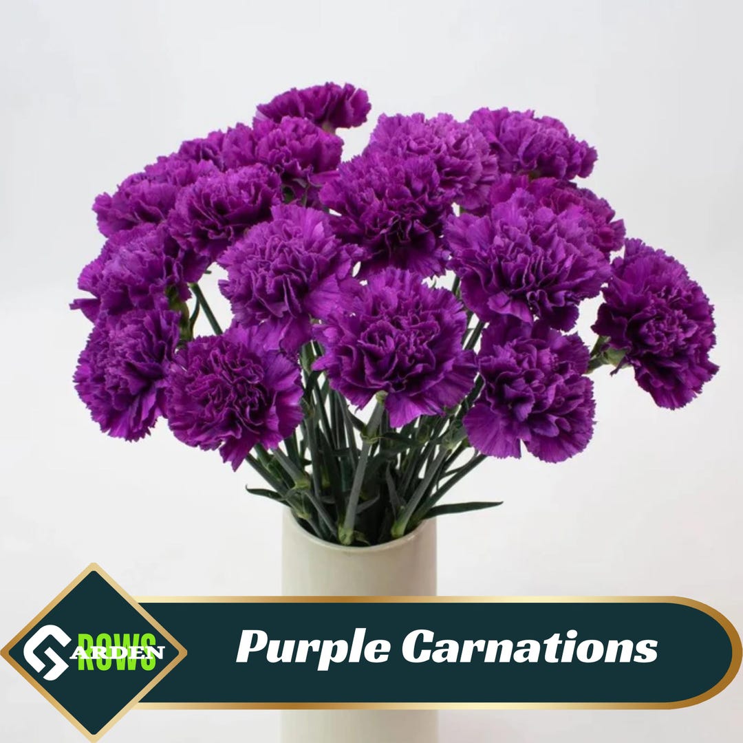 Purple Carnations Seeds - Dianthus Seeds - Open-pollinated - Organic ...