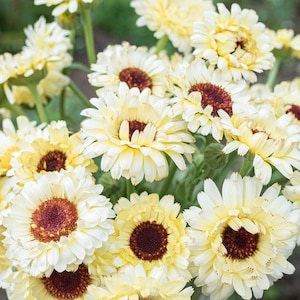Snow Princess Calendula Seeds - Cold Resistant - Open-pollinating -fast ...