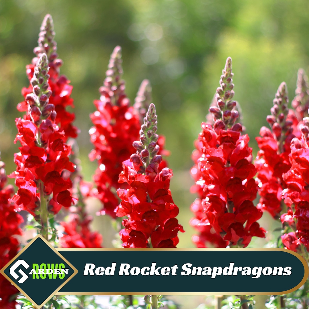 Red Rocket Snapdragons Seeds - Cold Resistant - Potted - Attracts ...