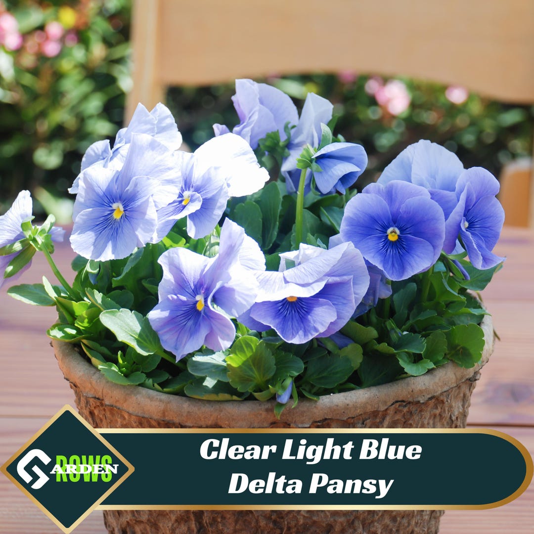 Clear Light Blue Delta Pansy Seeds - Cold Resistant - Open-pollinating ...