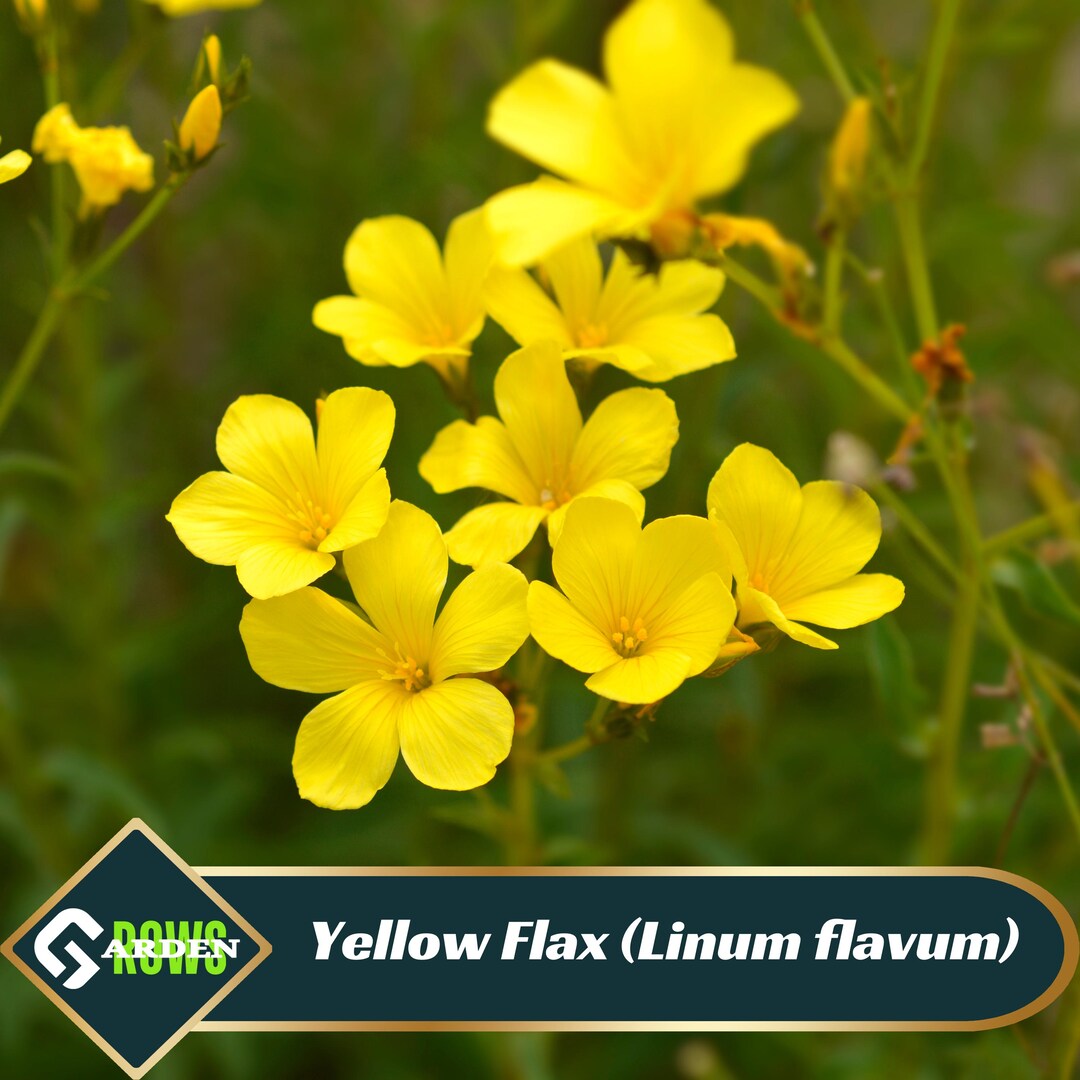 Yellow Flax (linum Flavum) Seeds - Edible Seeds - Fiber Production ...