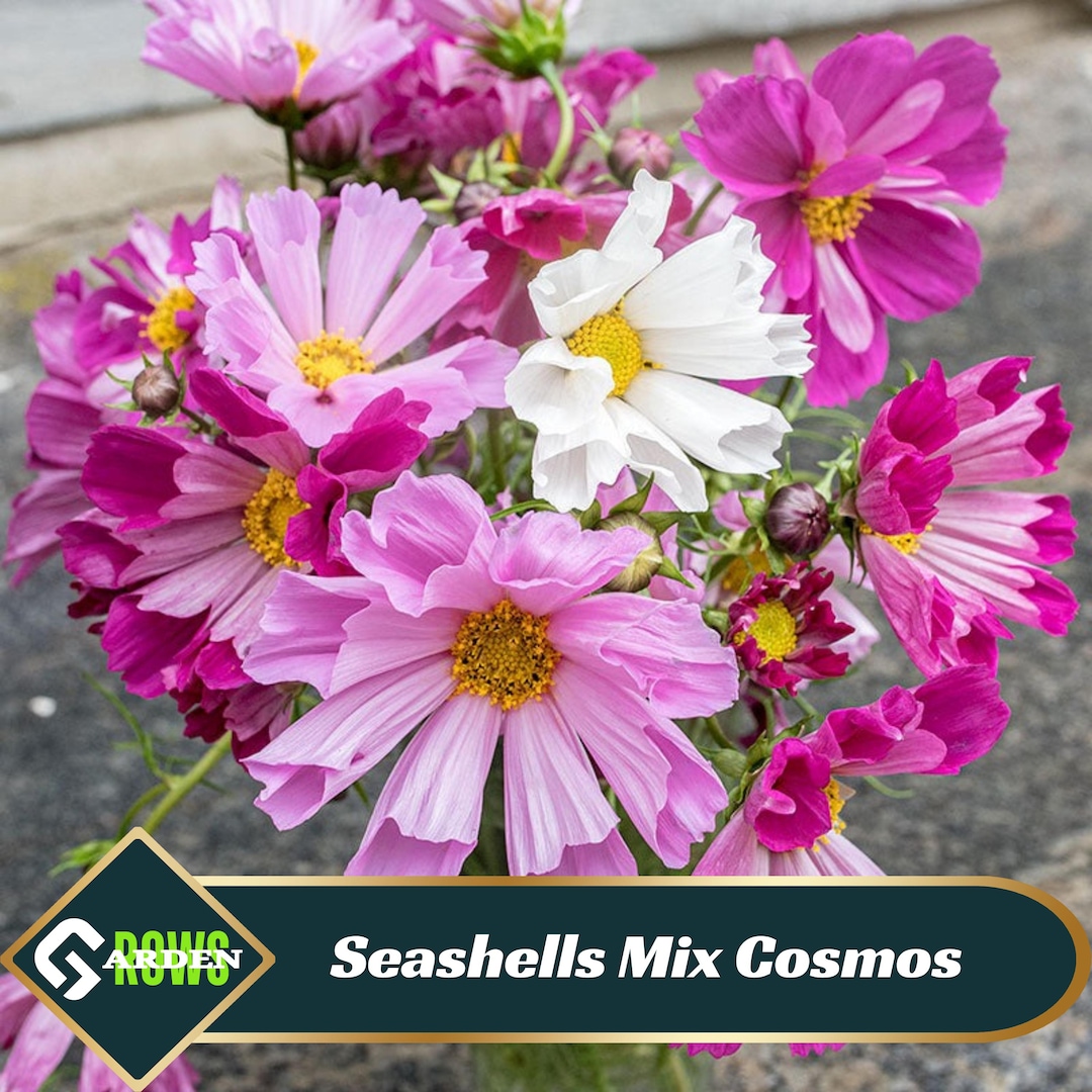 Seashells Mix Cosmos - Fast Growing - Open-pollinating - Drought ...