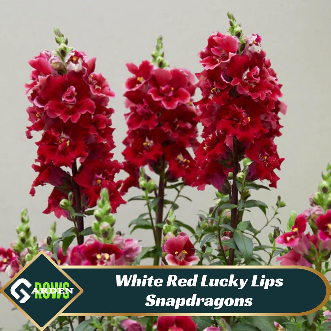 Doubleshot Crimson Red Snapdragon Seeds - Cold Resistant - Attracts ...