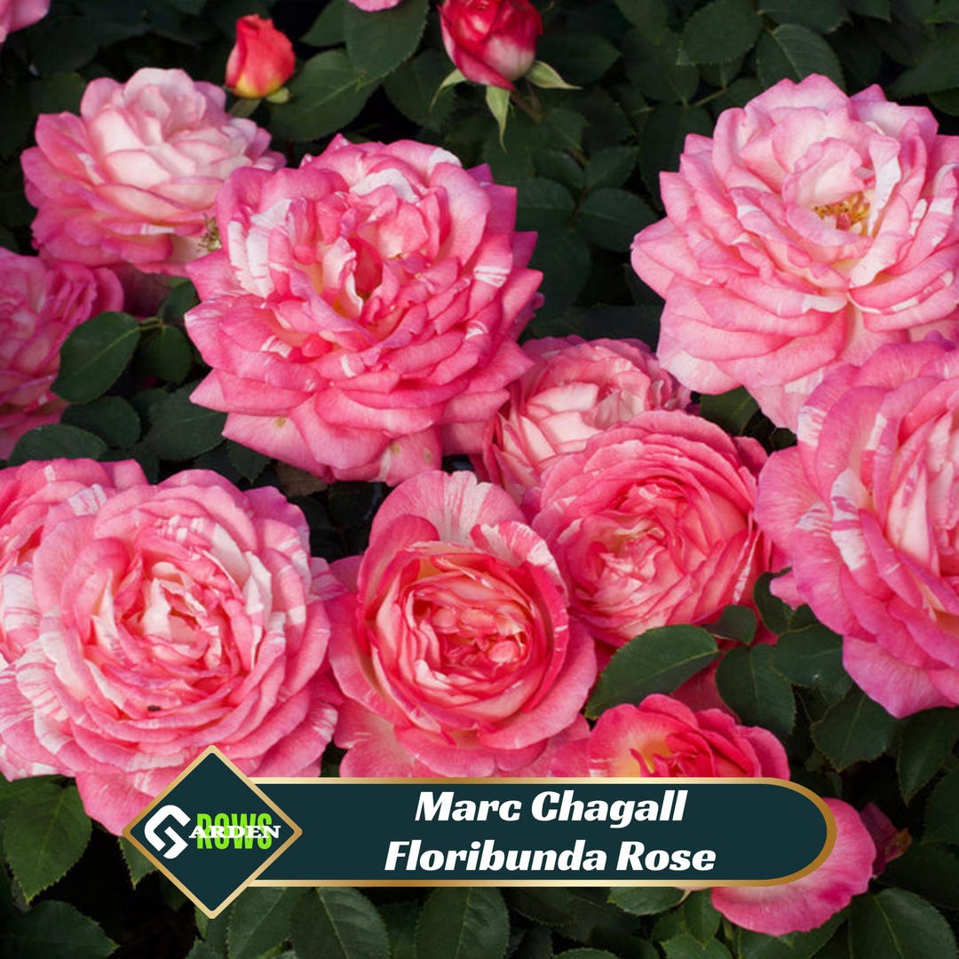 Marc Chagall Floribunda Rose Seeds - Perennial - Cross-pollinating ...