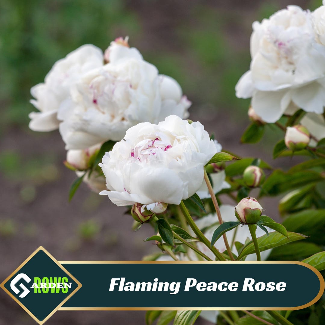 Flaming Peace Rose Seeds - Showy Blooms, Long-lived, Attracts ...
