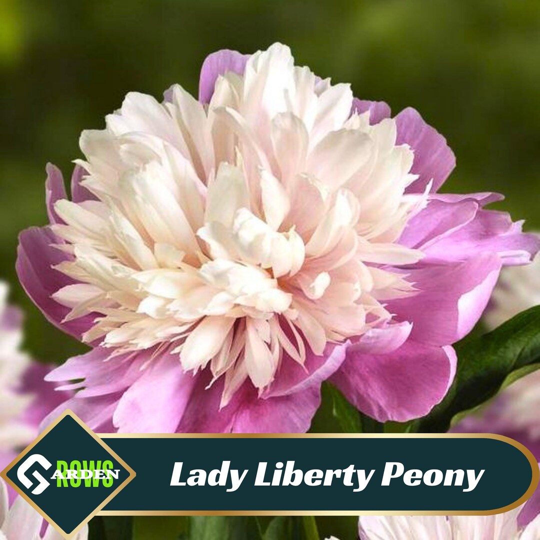 Lady Liberty Peony Seeds - Showy Blooms, Fragrant, Long-lived, Attracts ...
