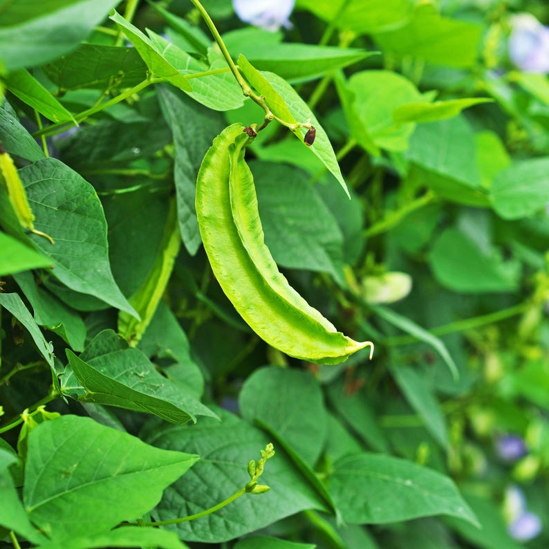 Winged Bean Seeds – Four-angled Bean – Fast Growing – Heirloom ...