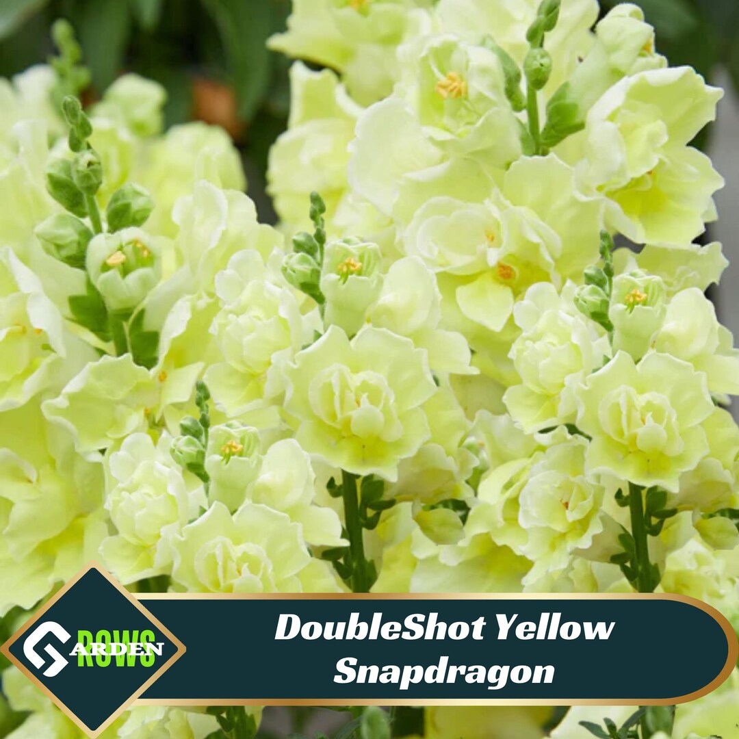Doubleshot Yellow Snapdragon Seeds - Cold Resistant - Attracts ...