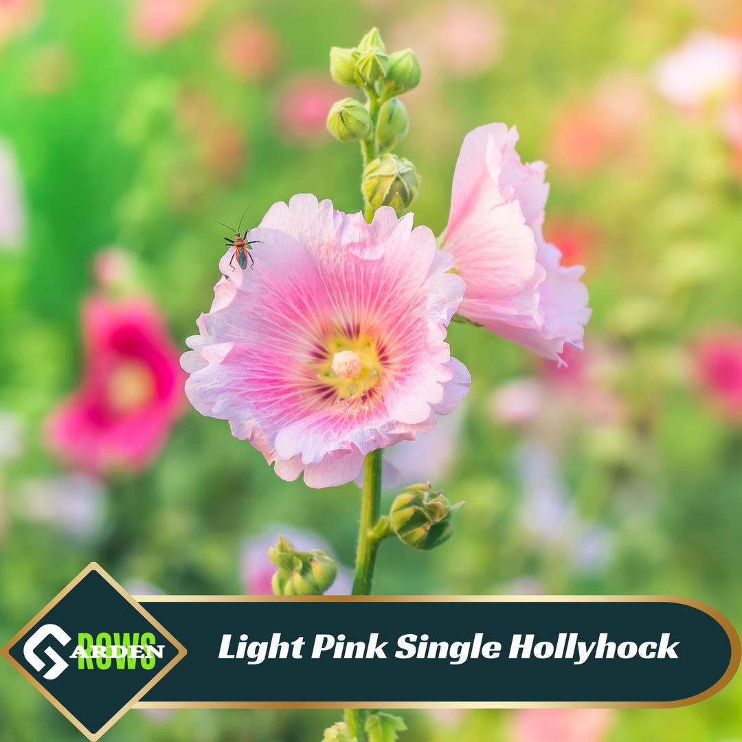 Light Pink Single Hollyhock Seeds - Showy Blooms, Tall Flower Spikes ...