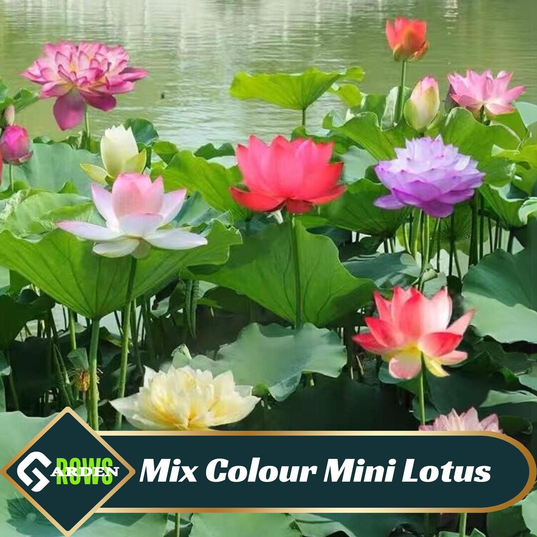 5+ Rare Seeds| Mix Colour Mini Lotus Seeds - Indian Lotus (nelumbo ...