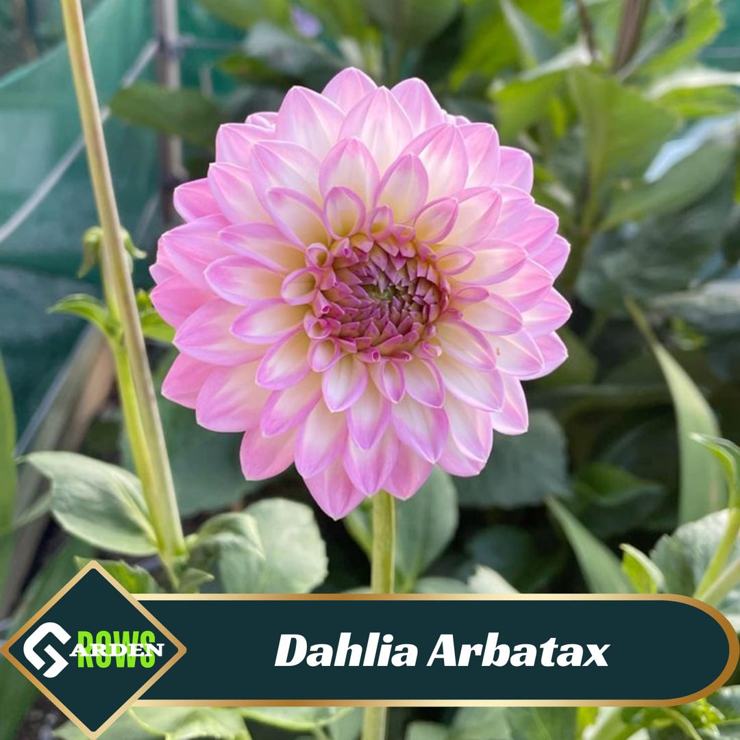 Dahlia Arbatax Seeds - Perennial - Fast Growing - Open-pollinating ...