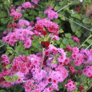 Red Flint Ageratum Seeds - Dwarf - Fast Growing - Potted - Open ...