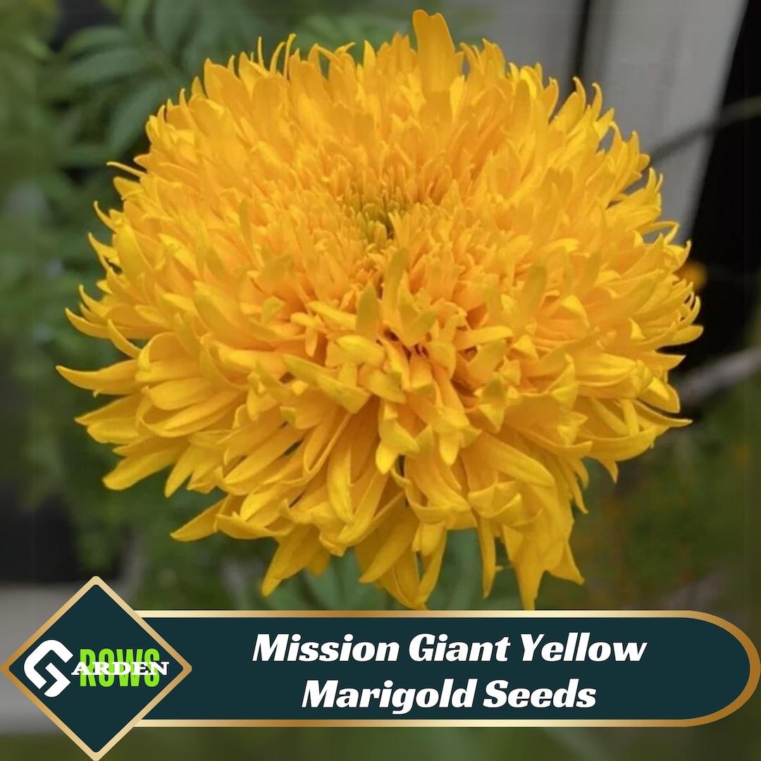 Mission Giant Yellow Marigold Seeds - Edible -open-pollinating -potted ...