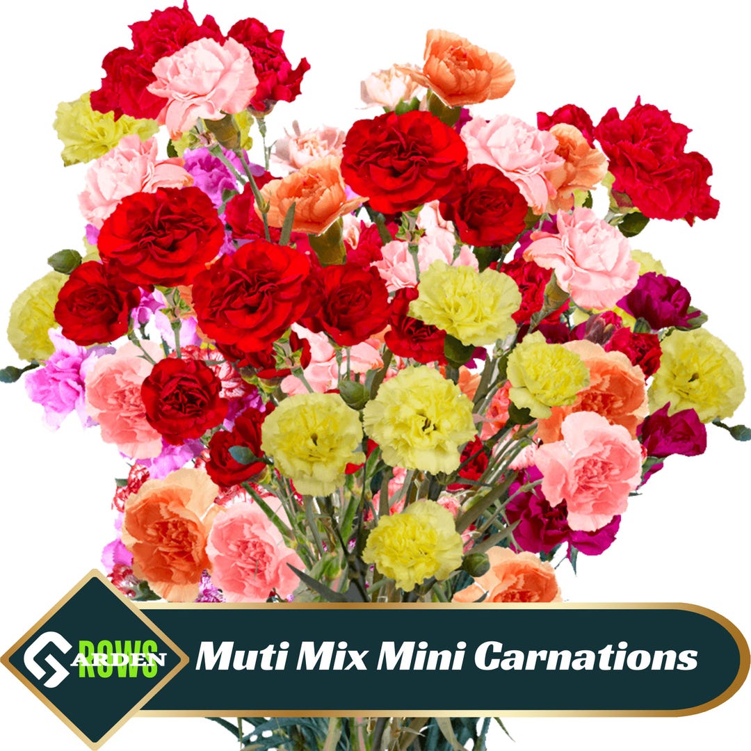 Muti Mix Mini Carnations- Dianthus Seeds - Open-pollinated - Organic ...