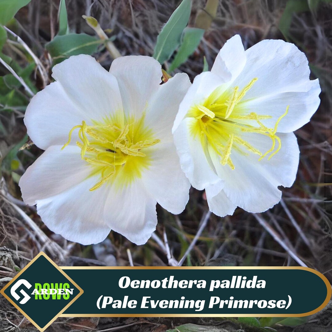 Oenothera Pallida (pale Evening Primrose) Seeds - Showy Blooms ...