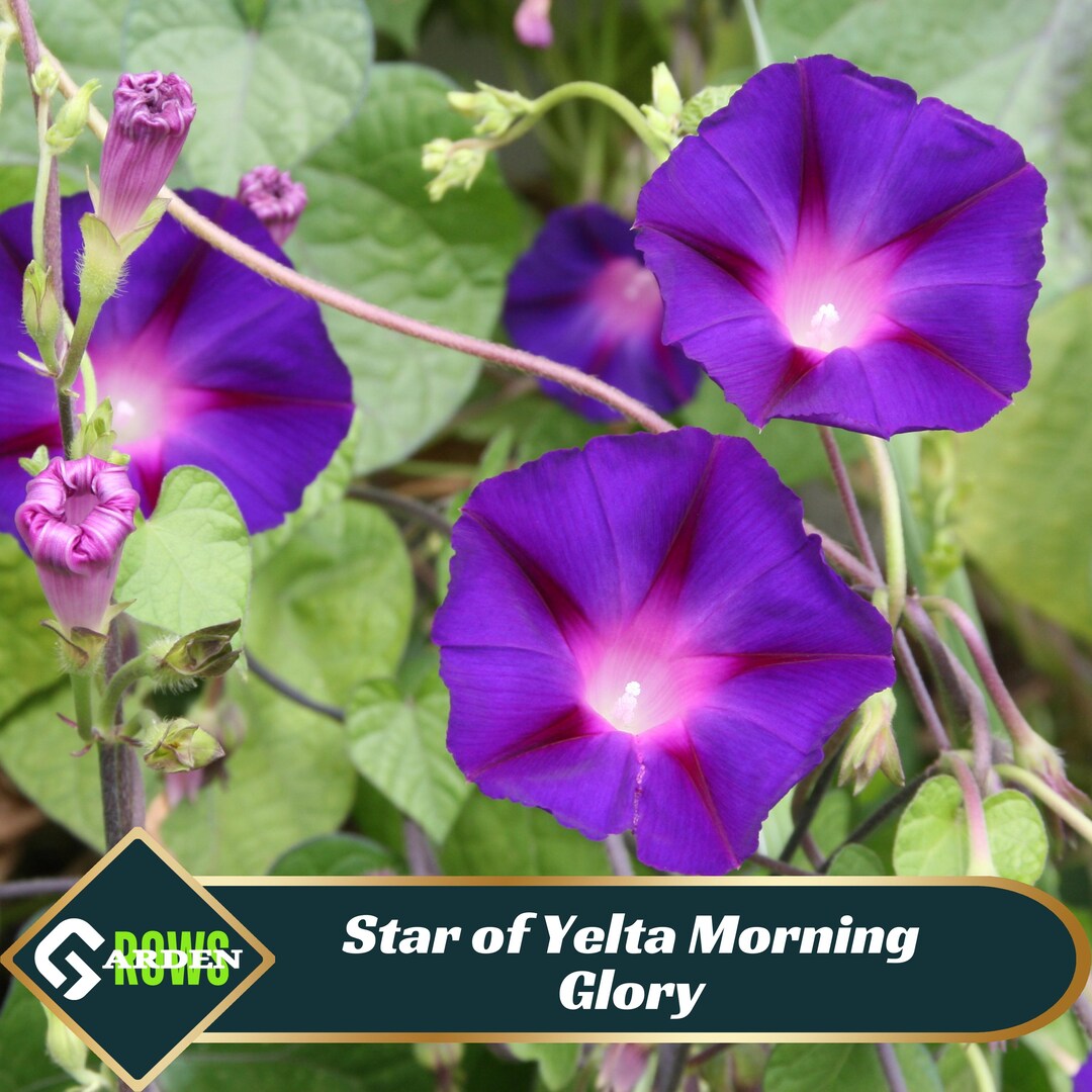 Star of Yelta Morning Glory Seeds - Perennial - Open-pollinating ...