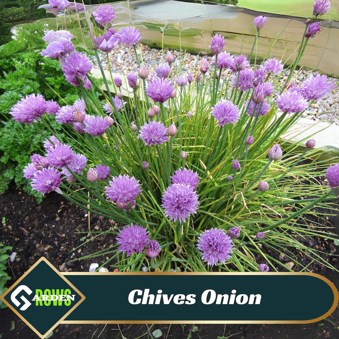 Chives Onion Seeds - Perennial - Edible - Cold Resistant - Fast Growing ...