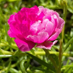 Blush Pink Ruffle Moss Rose (portulaca Grandiflora) Seeds -low ...