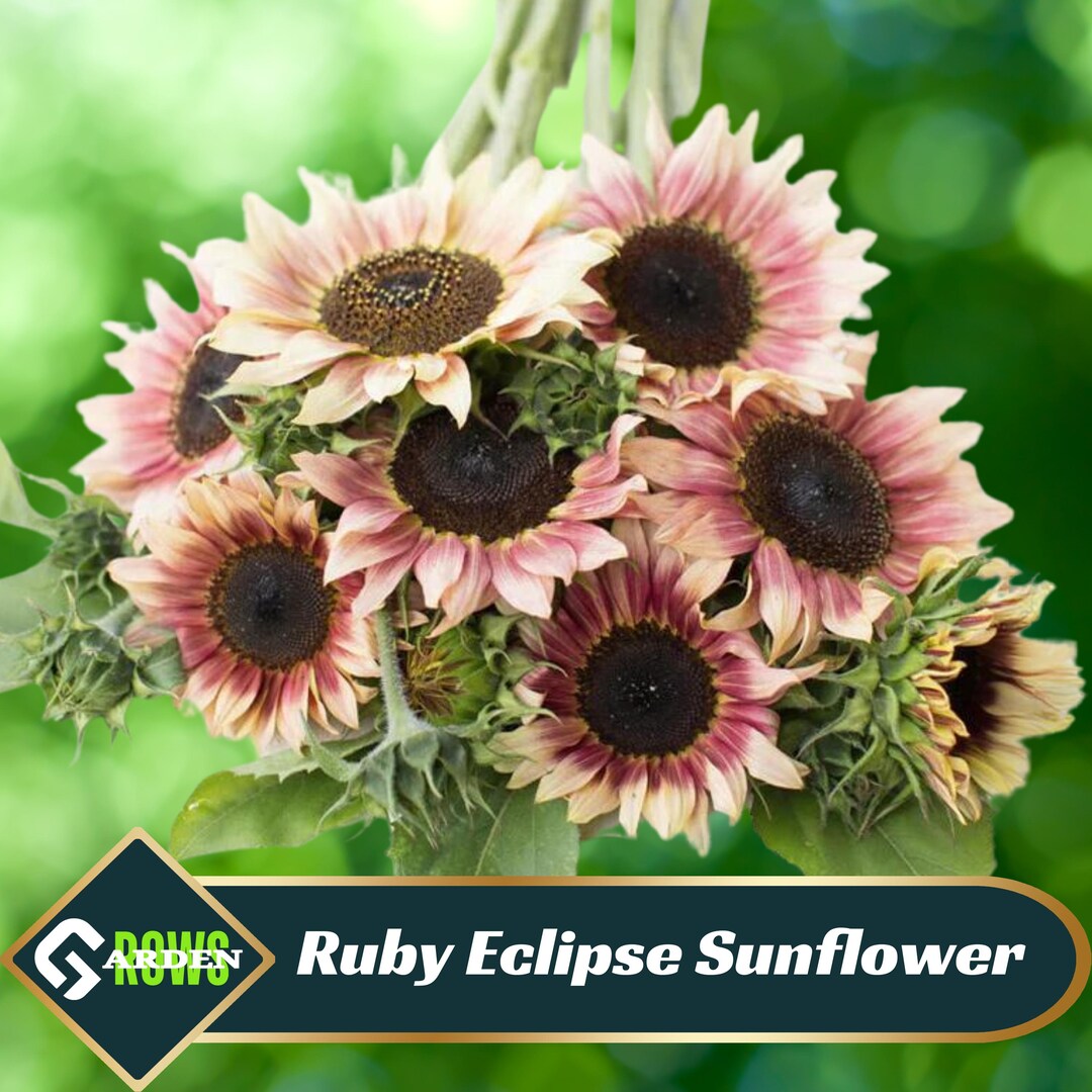 Ruby Eclipse Sunflower Seeds - Showy Blooms - Fast Growing -attracts ...